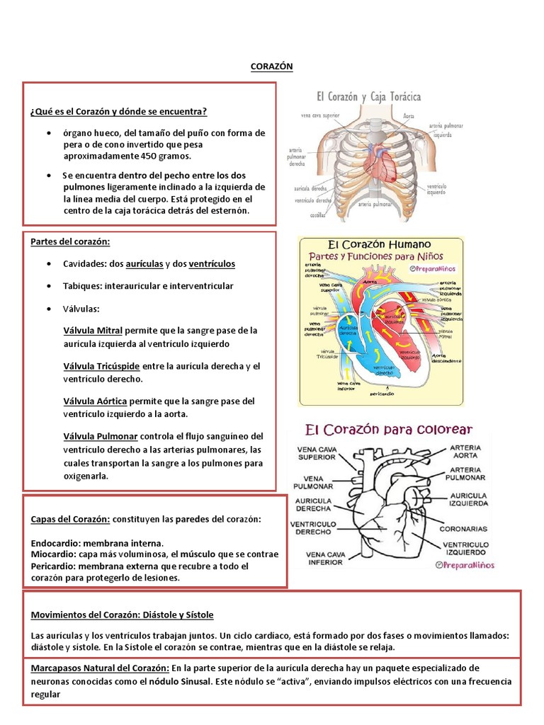 Organos Del Cuerpo Humano | PDF | Sistema respiratorio | Riñón