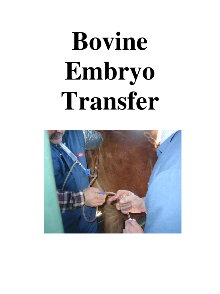 Bovine Embryo Transfer | PDF | Cattle | Dairy Cattle