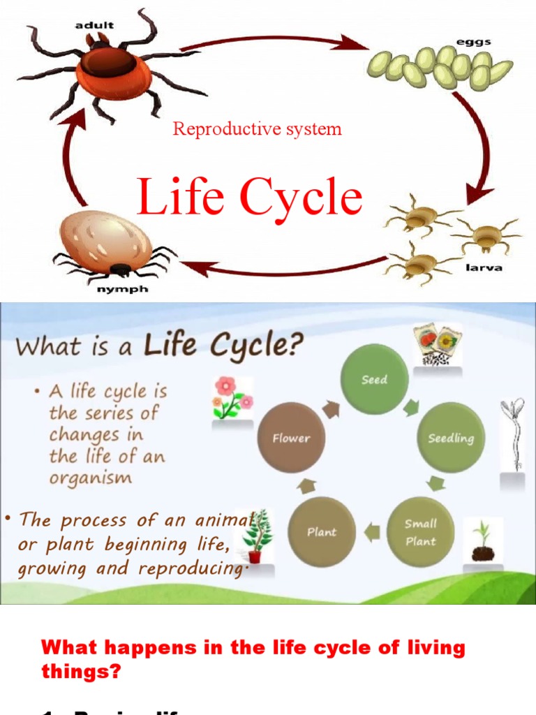 Understanding Life Cycles in Animals | PDF | Wellness | Science ...