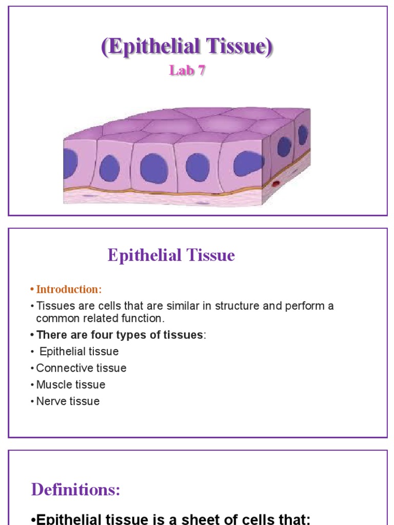 Epithelial Tissue | PDF | Epithelium | Histology