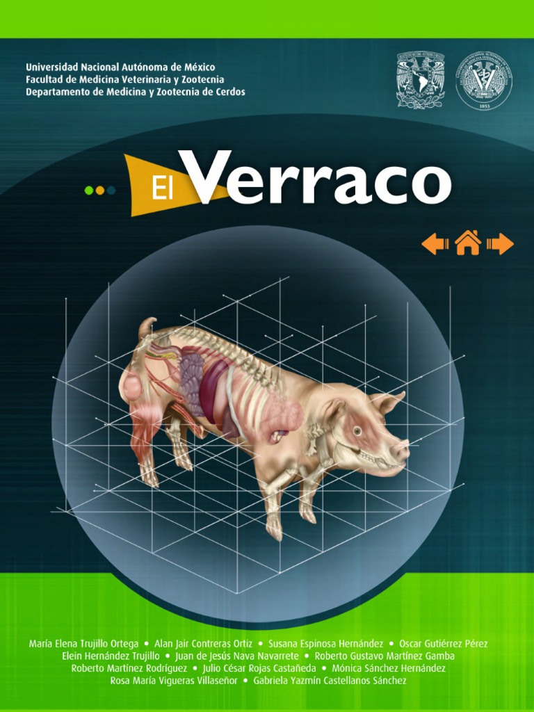 El Verraco | PDF | Testículo | Epitelio