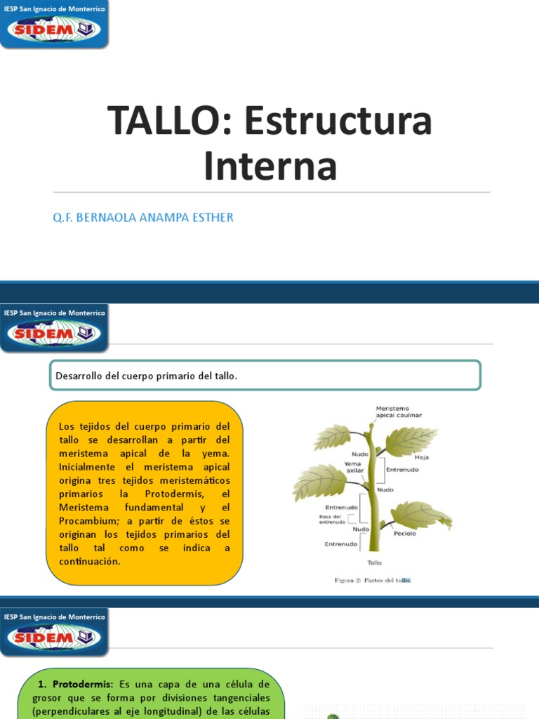 Estructura Interna del Tallo de Plantas | PDF | Tallo de la planta ...