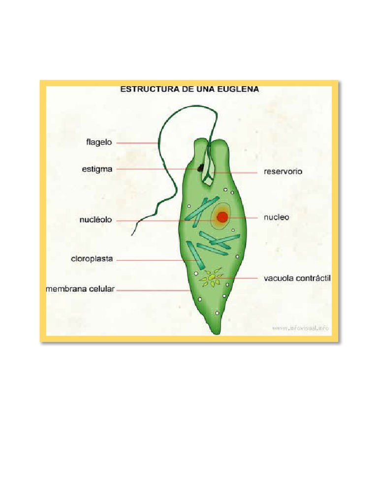 Partes de La Euglena | PDF