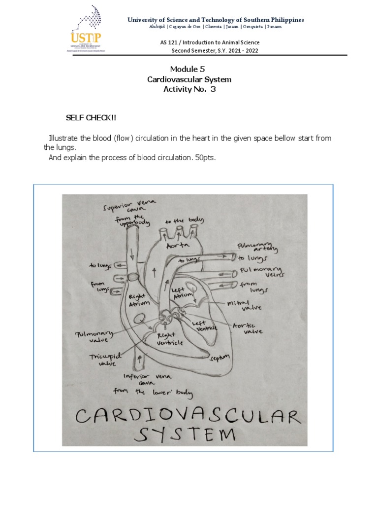 Activity No. 3, Cardiovascular Sys. | PDF | Heart Valve | Circulatory ...
