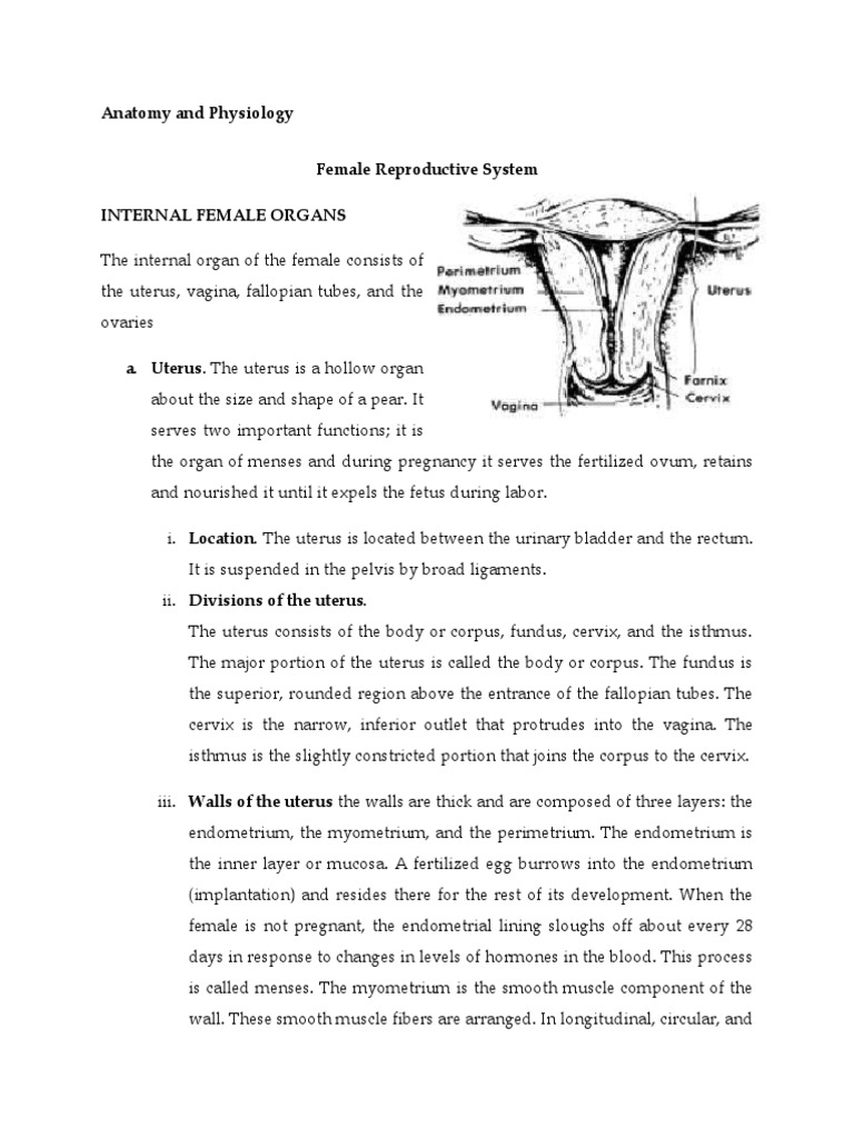 Anatomy and Physiology - Ectopic | PDF | Uterus | Ovary