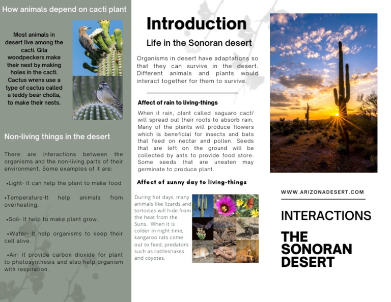 THE Sonoran Desert: Interactions | PDF | Desert | Plants