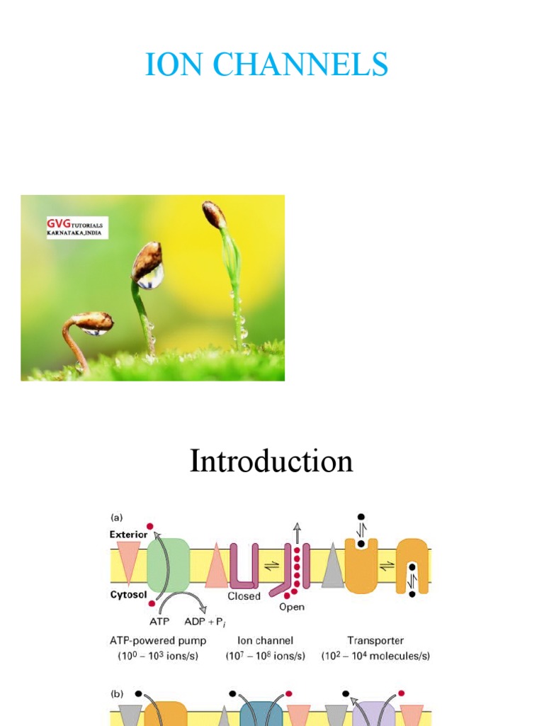 Ion Channels | PDF | Ion Channel | Cell Membrane
