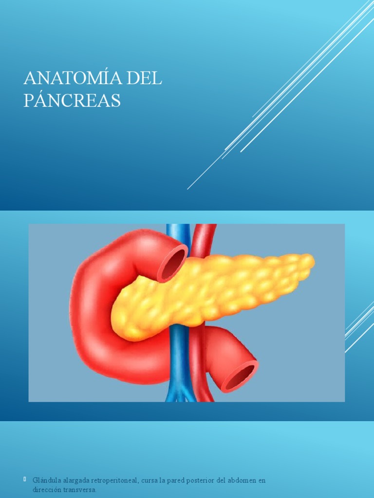Anatomía Del Páncreas | PDF | Páncreas | Glándulas