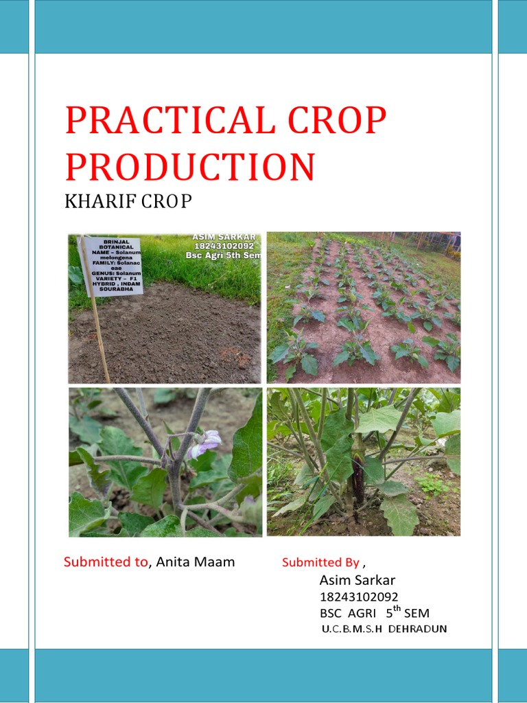 Practical Crop Production - Kharif Crop | PDF | Eggplant | Manure