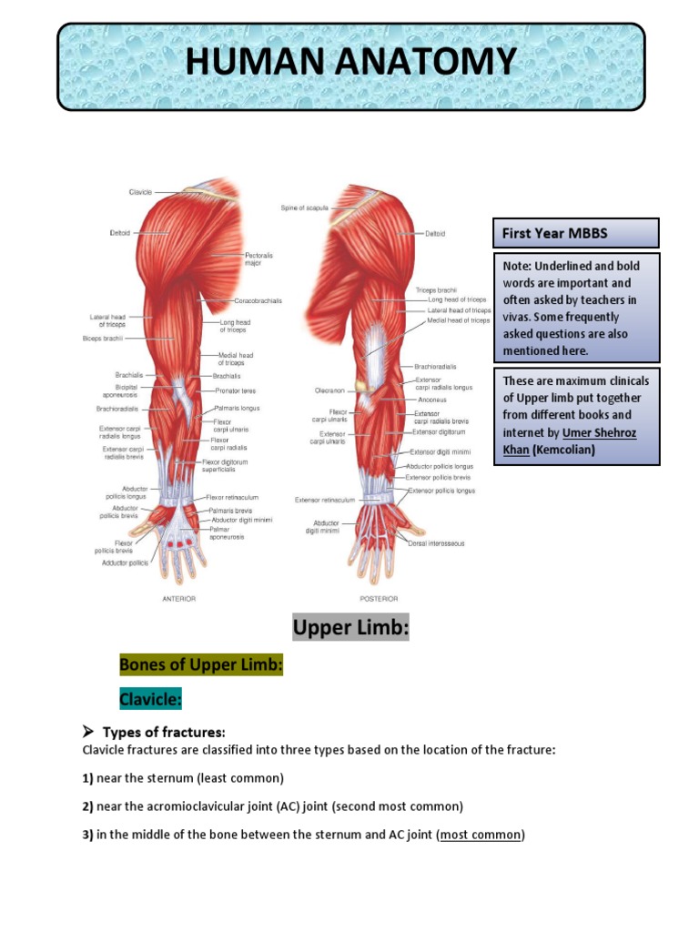 ALL Clinicals of Upper Limb | PDF | Elbow | Thumb
