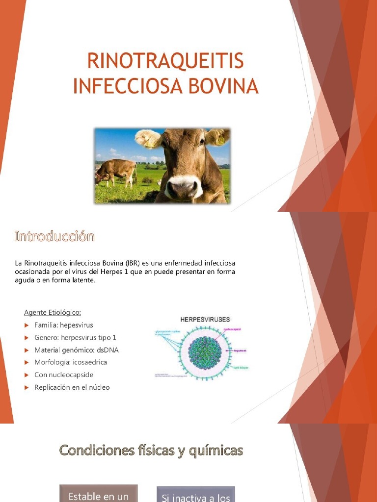 PDF Rinotraqueitis Infecciosa Bovina - Compress | PDF PDF Rinotraqueitis Infecciosa Bovina - Compress | PDF