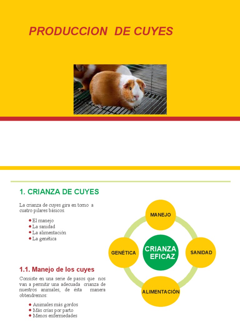 Produccion de Cuyes | PDF | Alimentos | Conejillo de indias