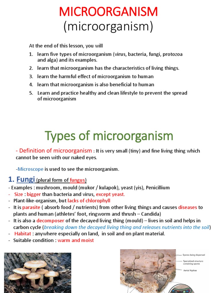 Topic 3 Microorganism | PDF | Protozoa | Microorganism
