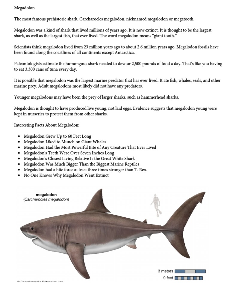 Megalodon | PDF