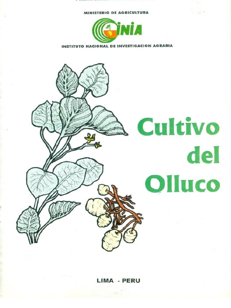 Tinoco-Cultivo Olluco | PDF | Siembra | Patata