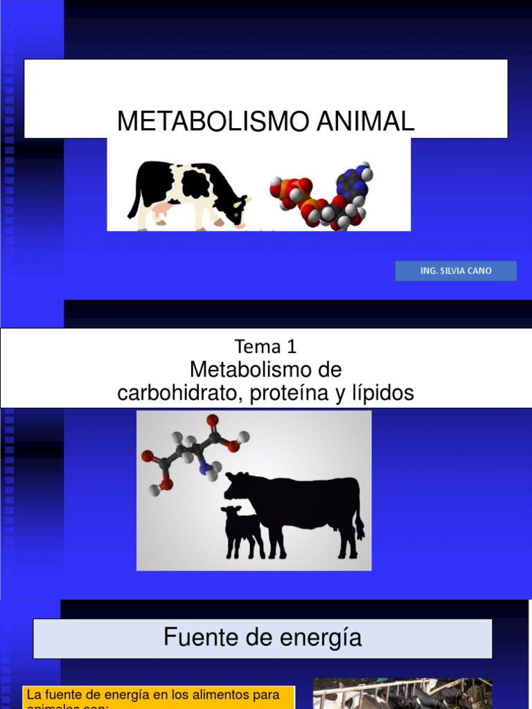 Metabolismo Animal | PDF | Metabolismo | Digestión