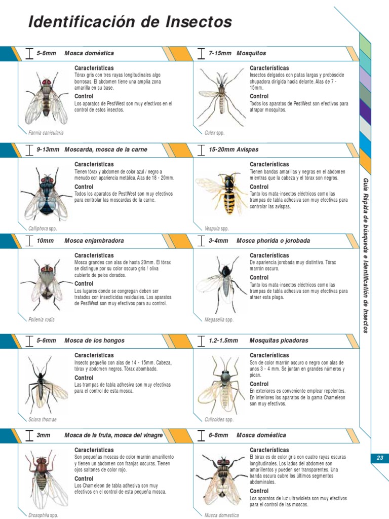Cuadro De Identificación De Insectos