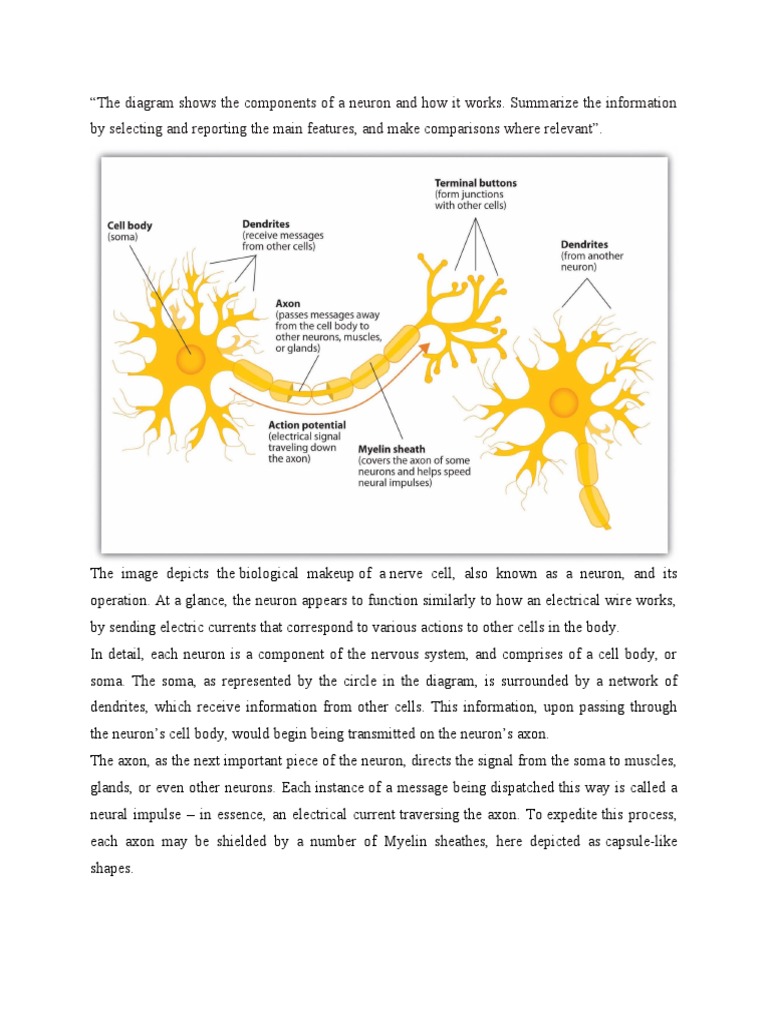 Writing-Task-1 Process Neuron | PDF