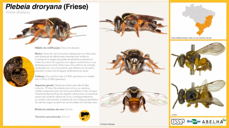 Plebeia Droryana 1 | PDF