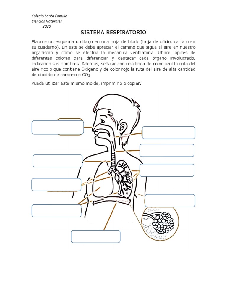 Dibujo del Sistema Respiratorio 5to Básico | PDF