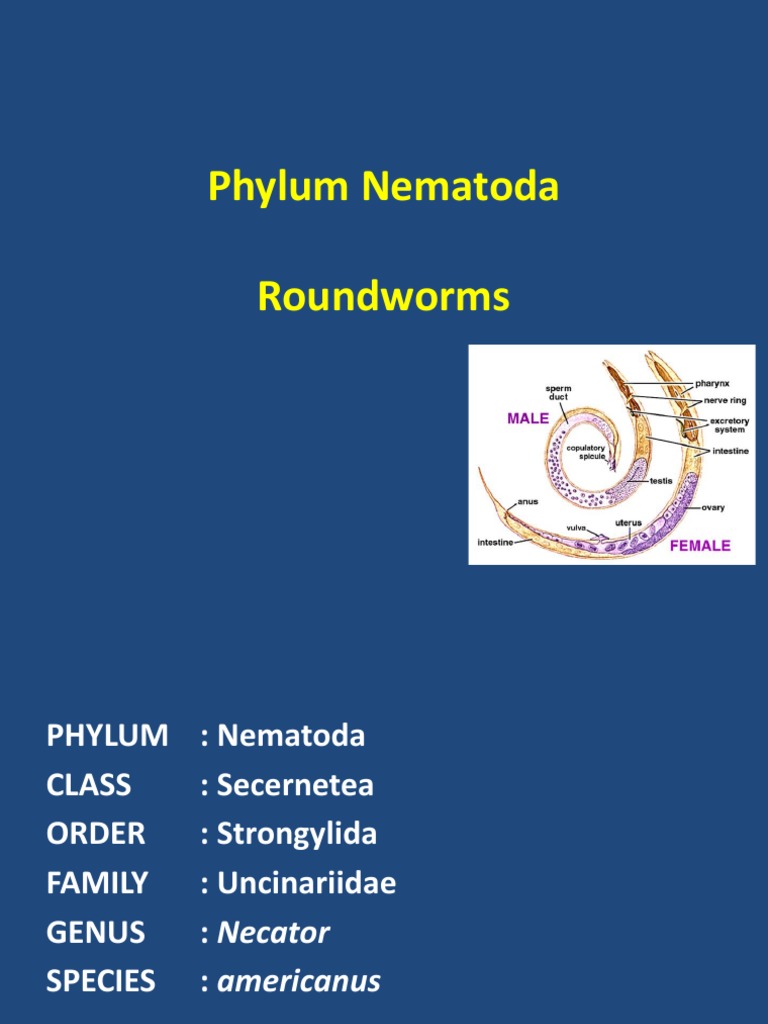 Phylum Nematoda Roundworms | PDF | Nematode | Medical Specialties