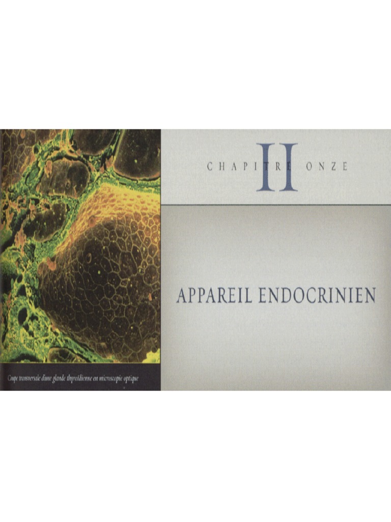 Chapitre 11 - L'appareil Endocrinien | PDF | Hormone | Thyroïde