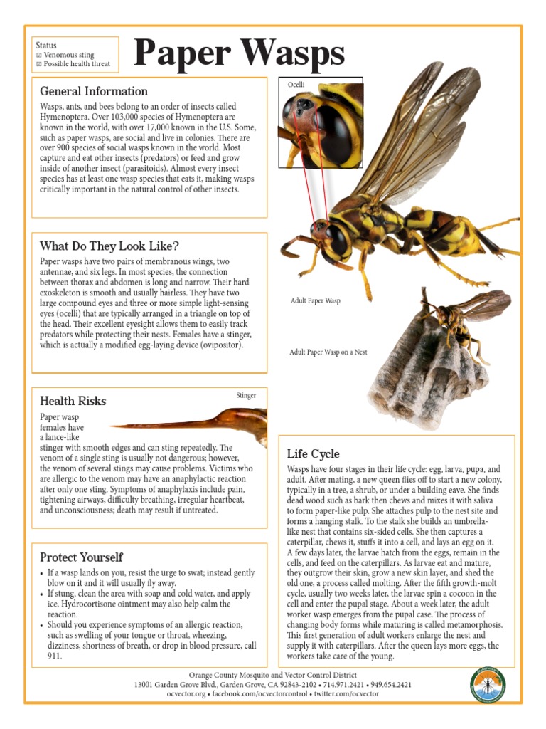 Paper Wasps: General Information | PDF | Wasp | Hymenoptera