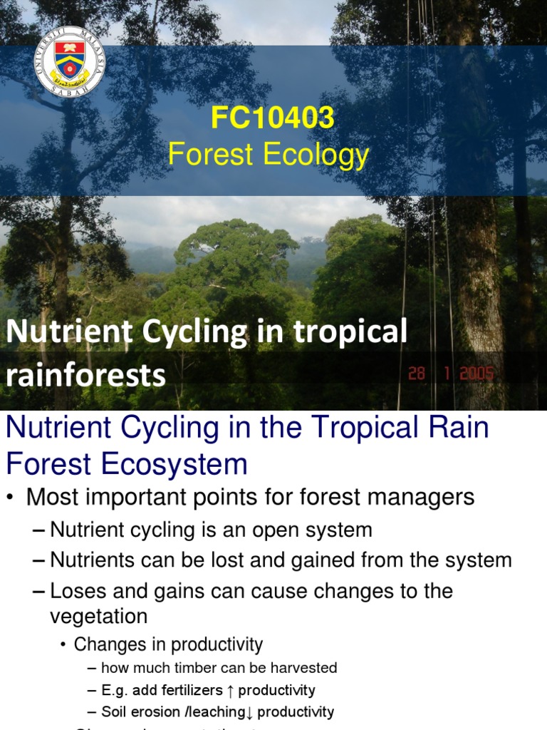 Forest Ecology: Nutrient Cycling in Tropical Rainforests | PDF | Soil ...