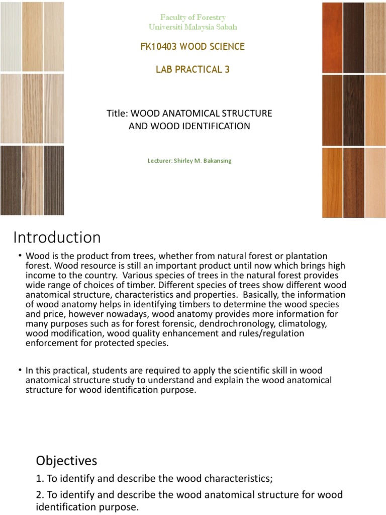 Wood Anatomy and Identification Lab Guide | PDF | Wood | Forestry