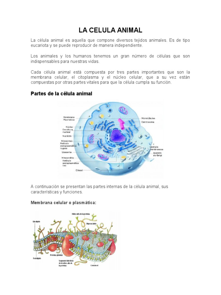 Estructura de la célula animal | PDF | Citoplasma | Biología Celular)