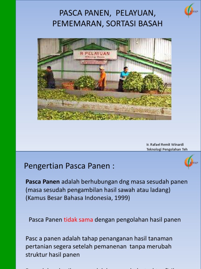 Kuliah 4 Pasca Panen - Pelayuan - Pememaran - Sortasi Basah | PDF