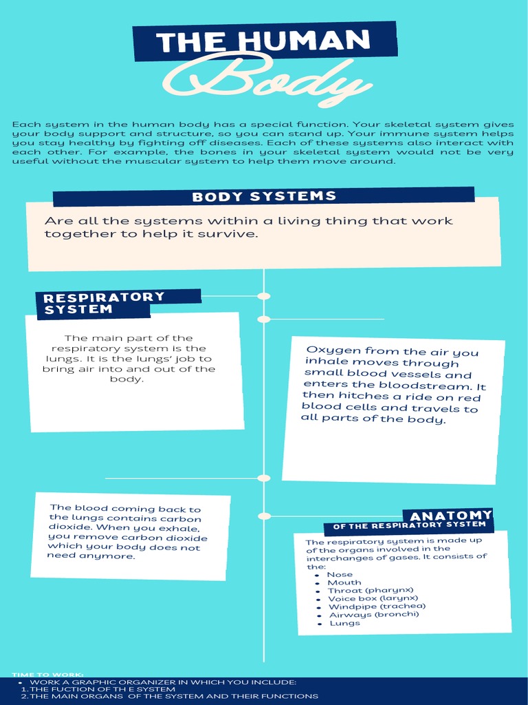 Calligraphy | PDF | Lung | Respiratory System