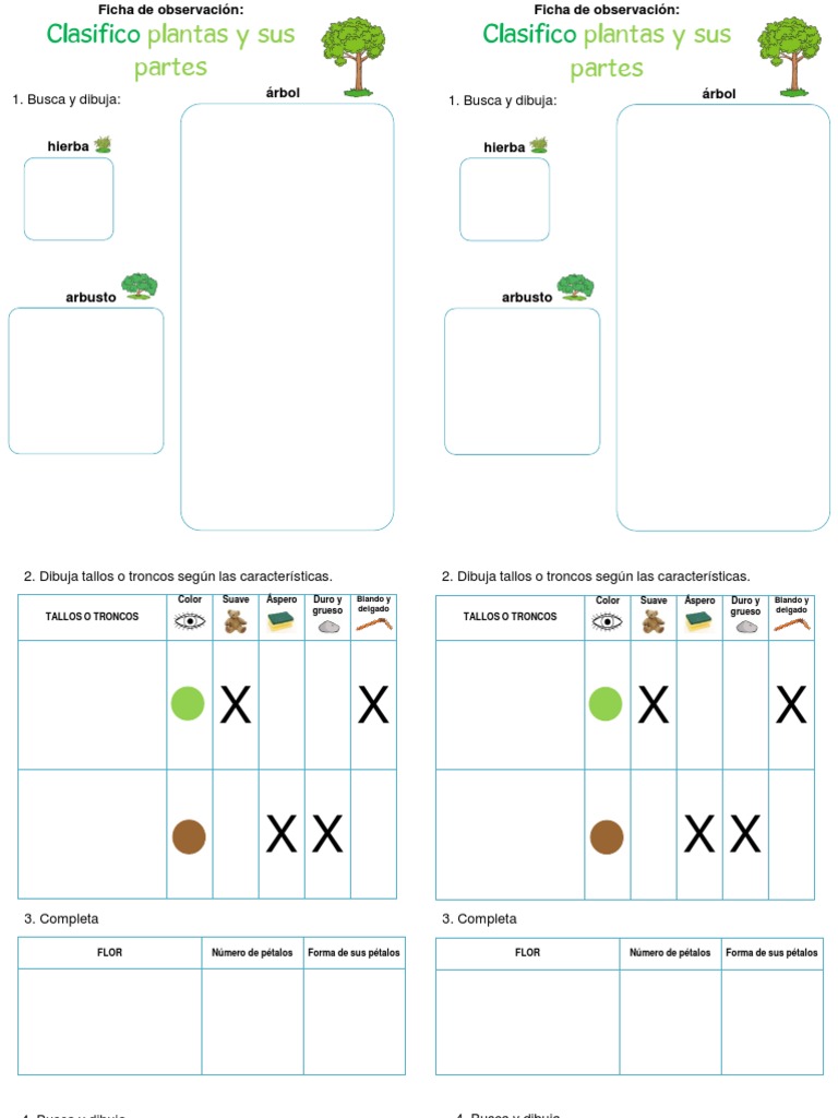 Ficha de observación PLANTAS | PDF