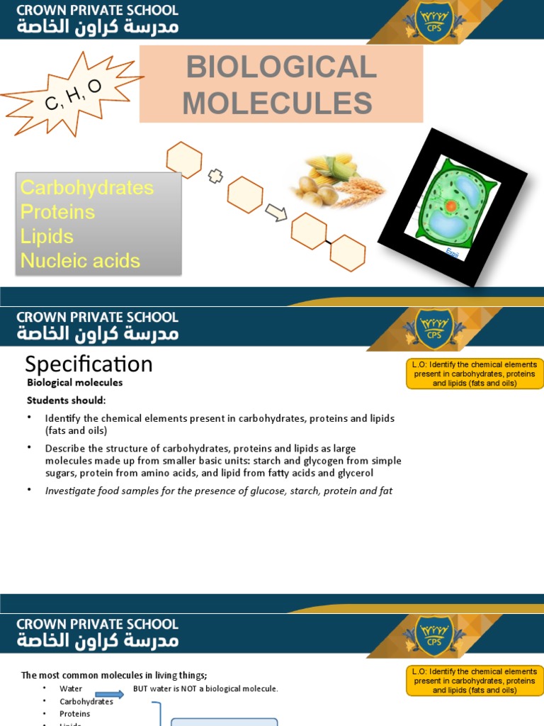 Biological Molecules: Carbohydrates Proteins Lipids Nucleic Acids | PDF ...