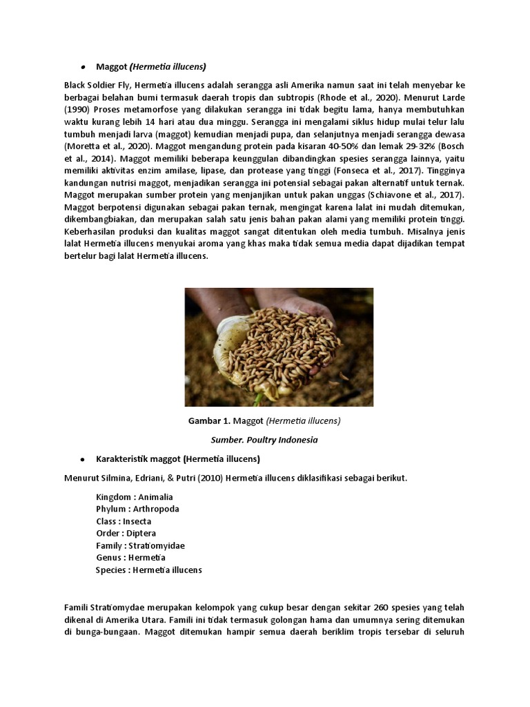 Potensi Maggot sebagai Pakan Ternak | PDF