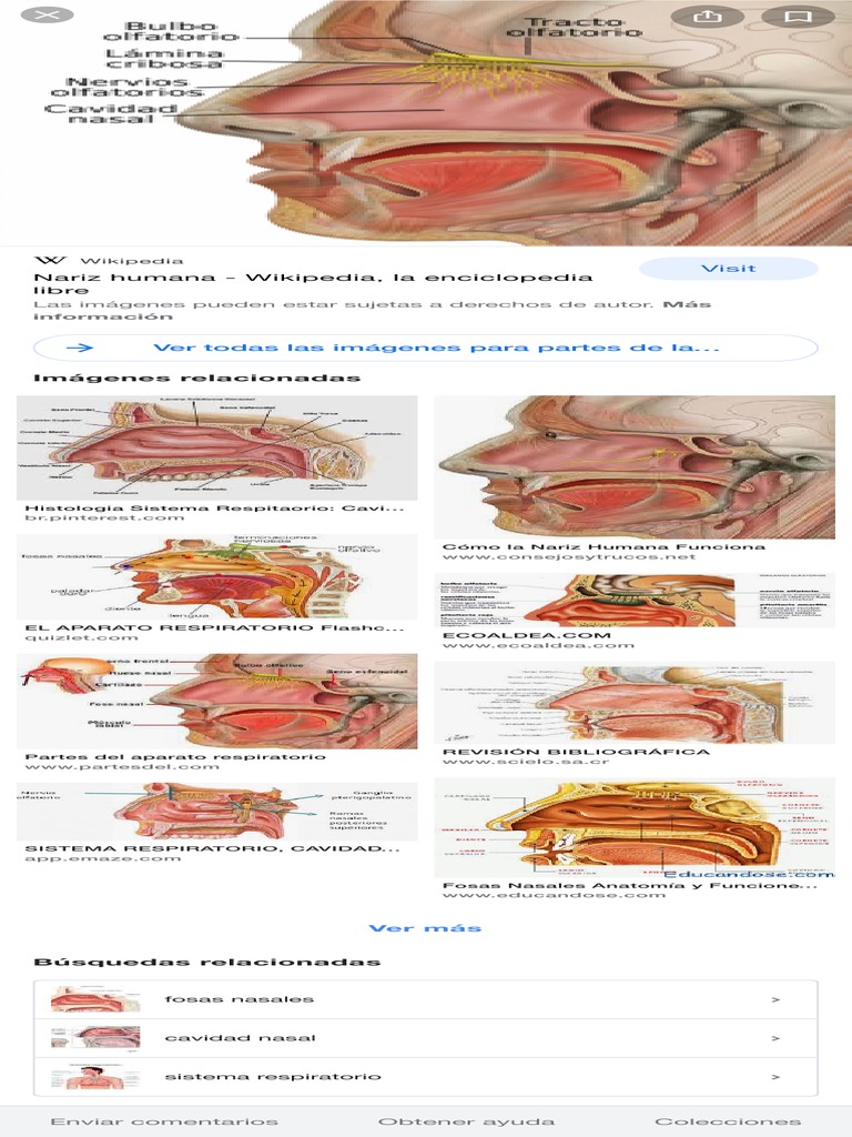 Partes de La Nariz y La Boca - Buscar Con Google | PDF | Nariz humana ...