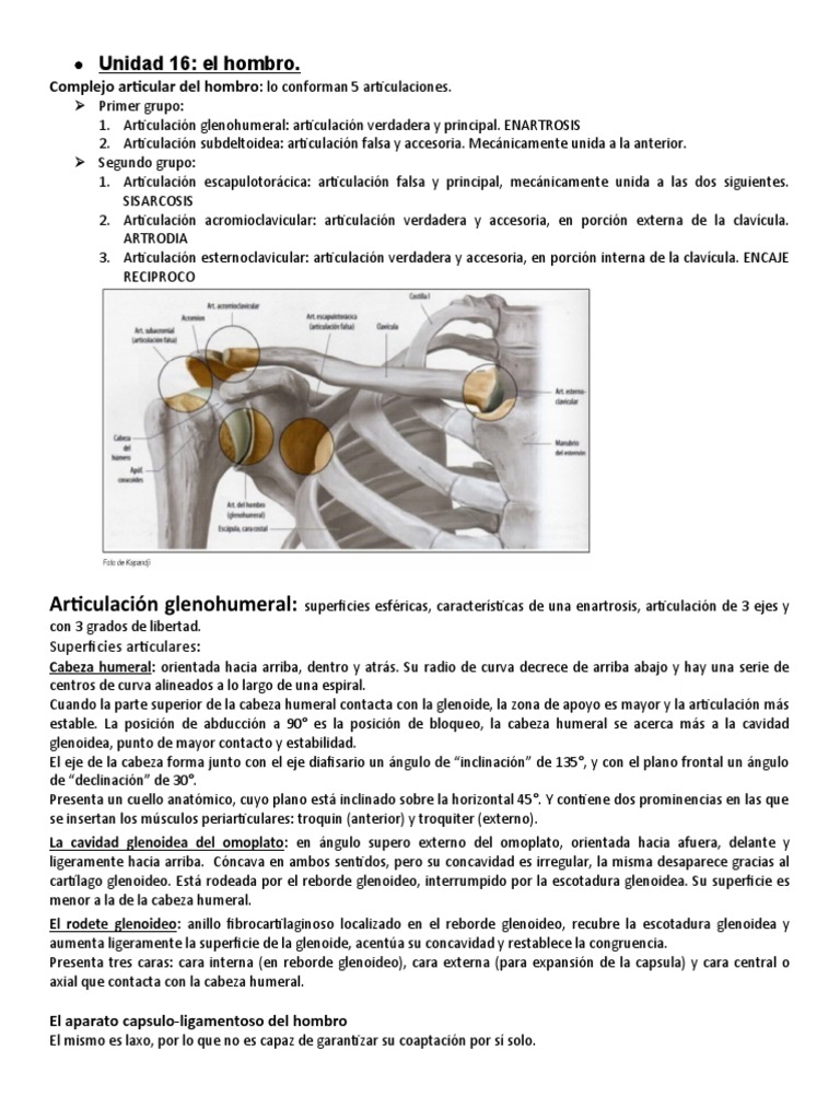 El Hombro 1 | PDF | Hombro | Anatomía