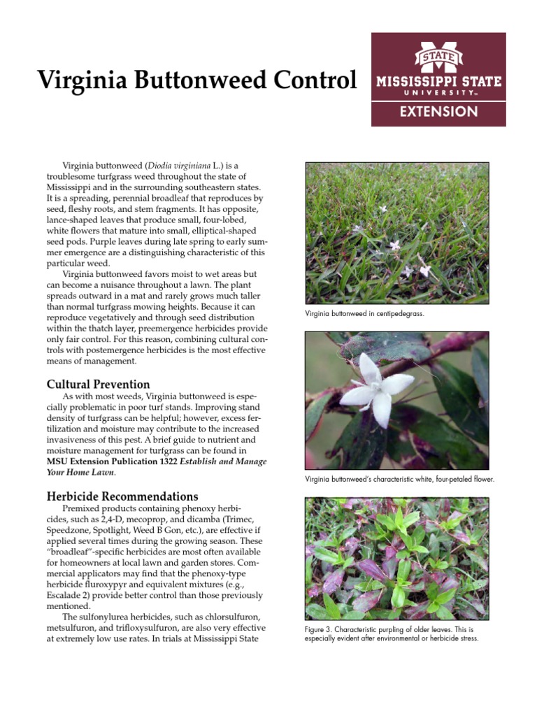 Virginia Buttonweed Control: Cultural Prevention | PDF | Lawn | Herbicide