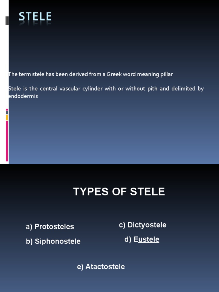 Stele | PDF | Plant Stem | Leaf