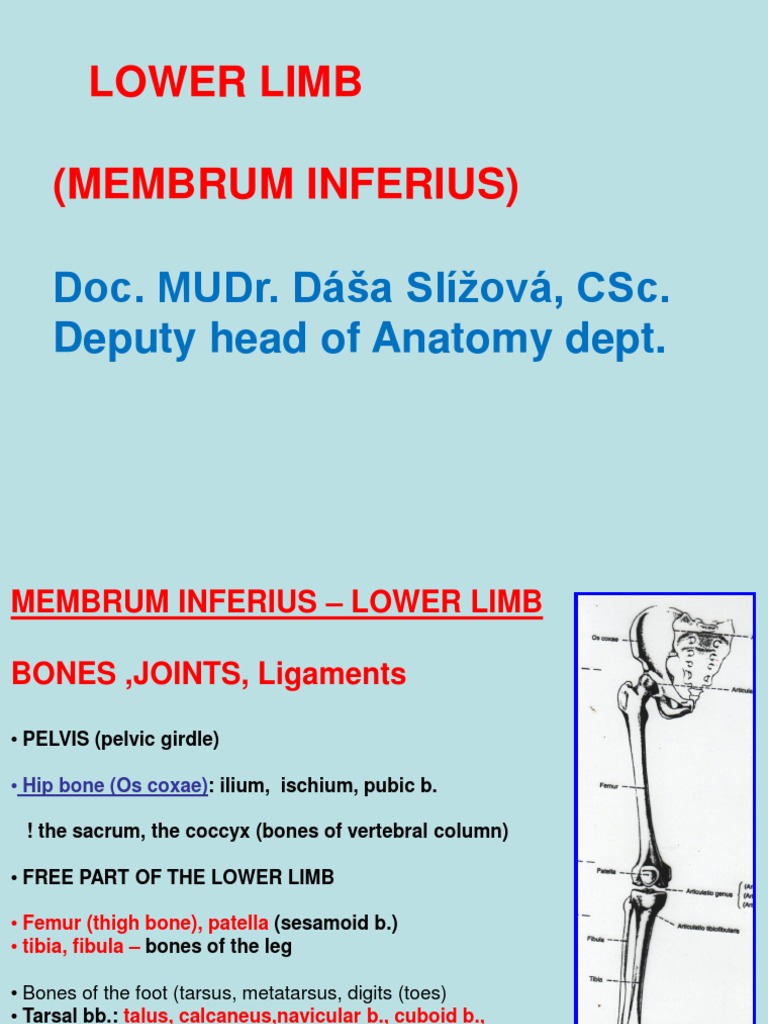 Lower Limb (Membrum Inferius) : Doc. Mudr. Dáša Slížová, Csc. Deputy ...