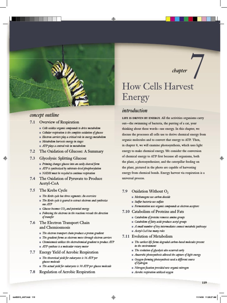 How Cells Harvest Energy: Life Is Driven by Energy | PDF | Cellular ...