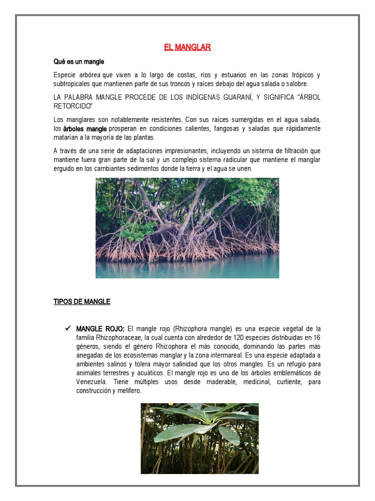 El Manglar | PDF | Mangle