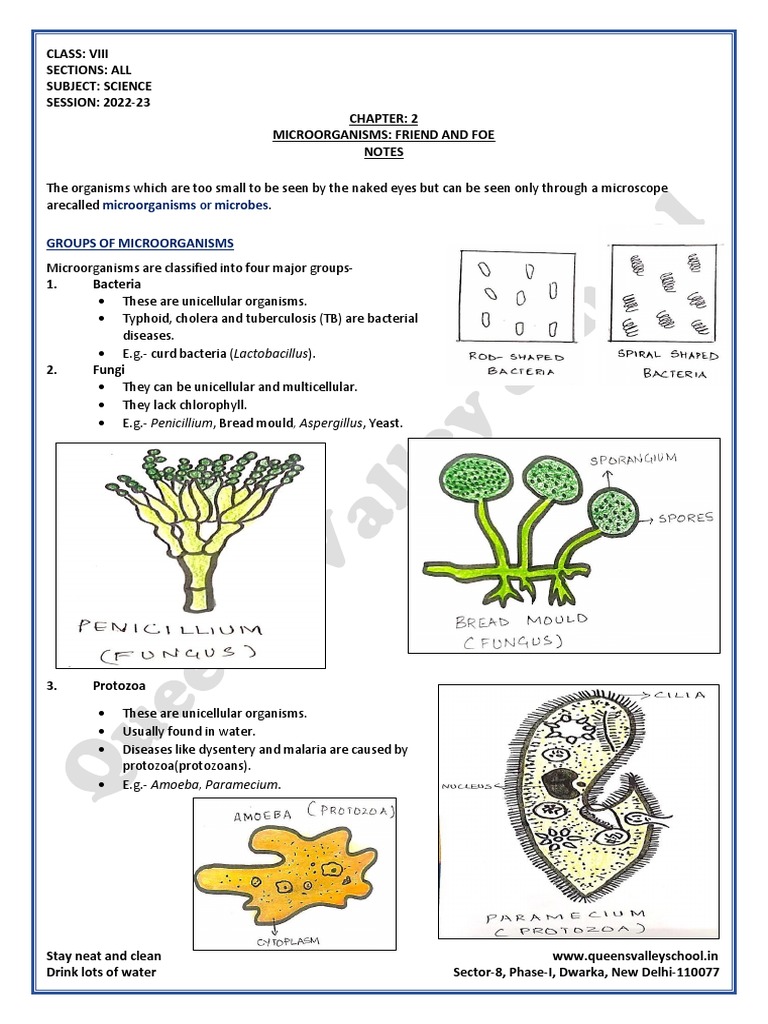 Class Viii - Science - CH2 - Microorganisms-Friend and Foe-2 | PDF ...