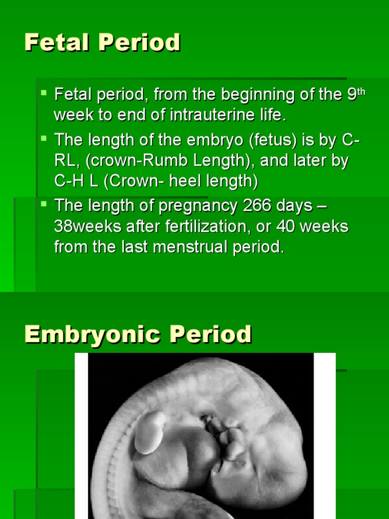 Fetal Period | PDF