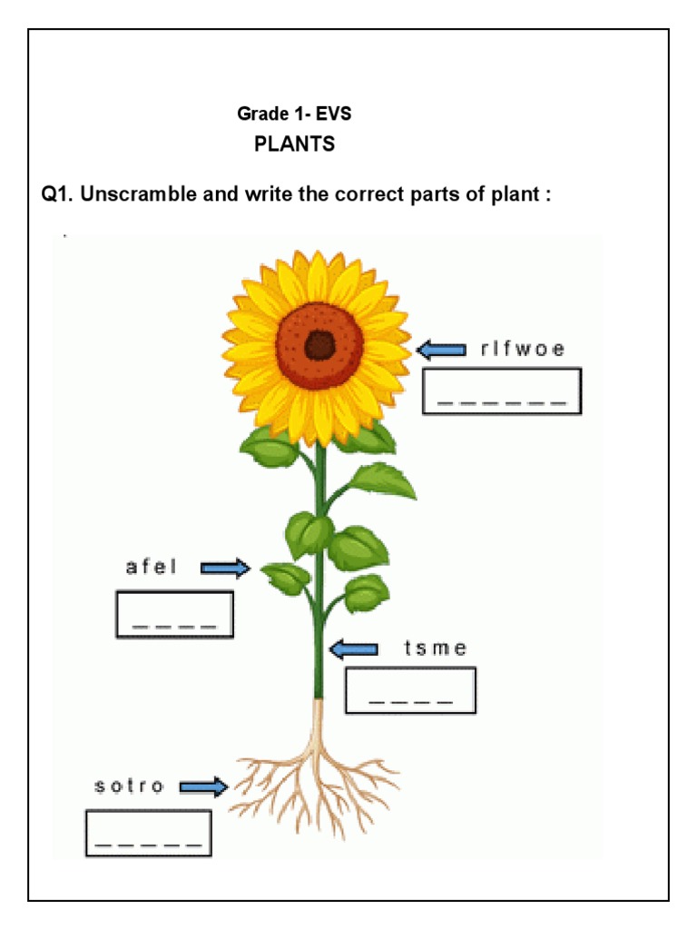Evs - Class 1 (Plants) | PDF