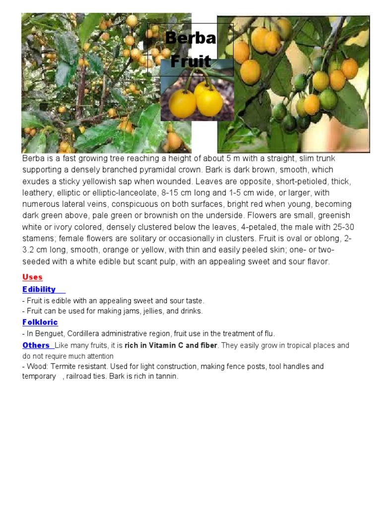 Berba Fruit | PDF