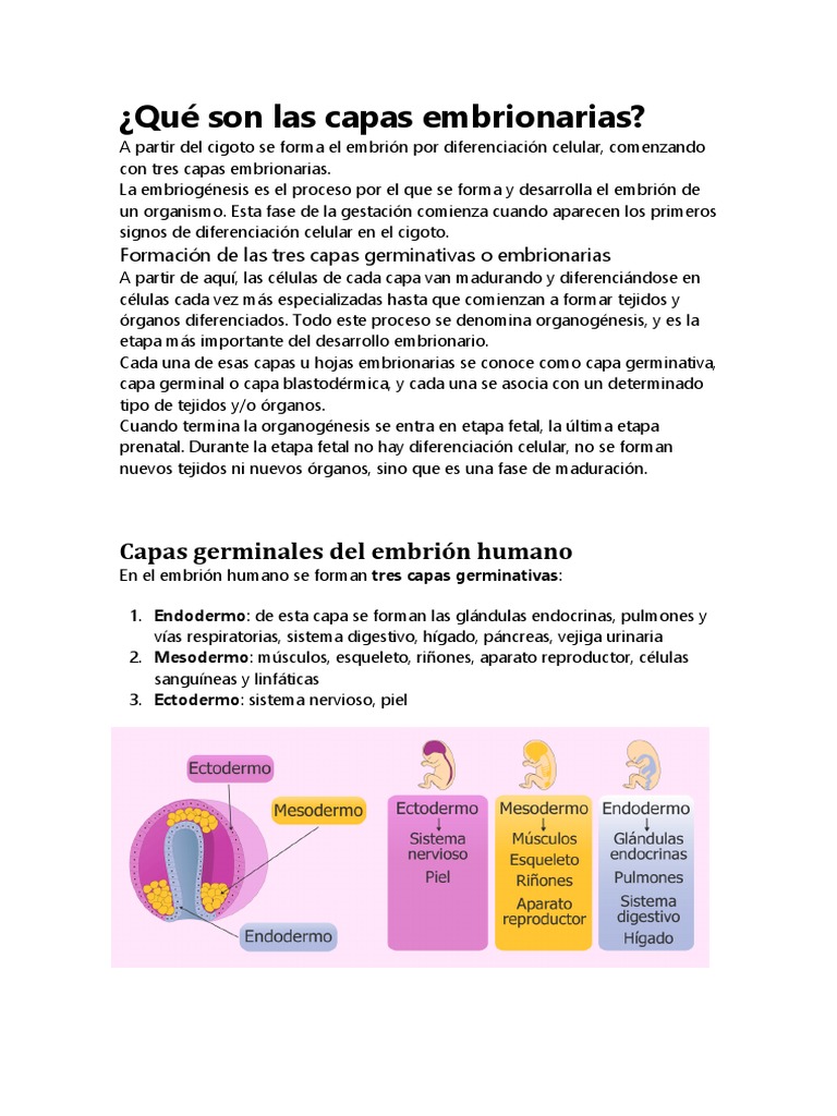 Capas Embrionarias | PDF | Epitelio | Biología del desarrollo