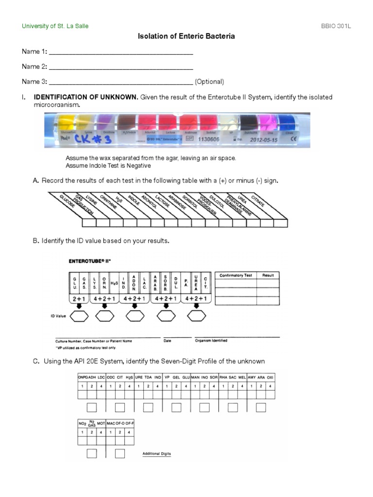 Isolation of Enteric Bacteria | PDF | Bacteria | Organisms