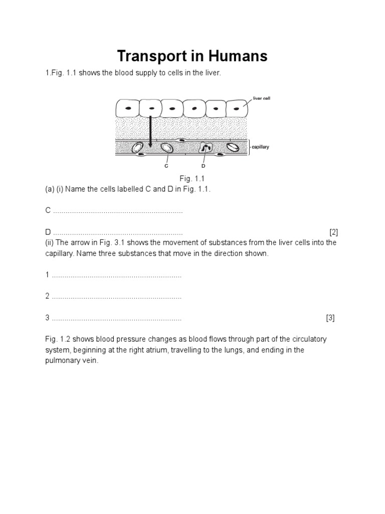 Transport in Humans | PDF | Circulatory System | Heart