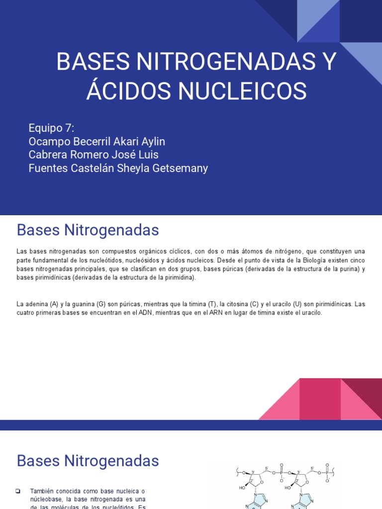 Bases Nitrogenadas y Ácidos Nucleicos | PDF | Ácidos nucleicos | Rna